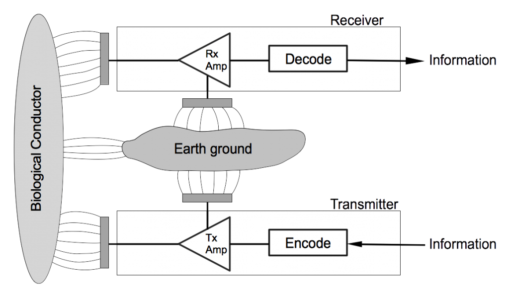 Near-field intra-body Communication – i-n-g-o